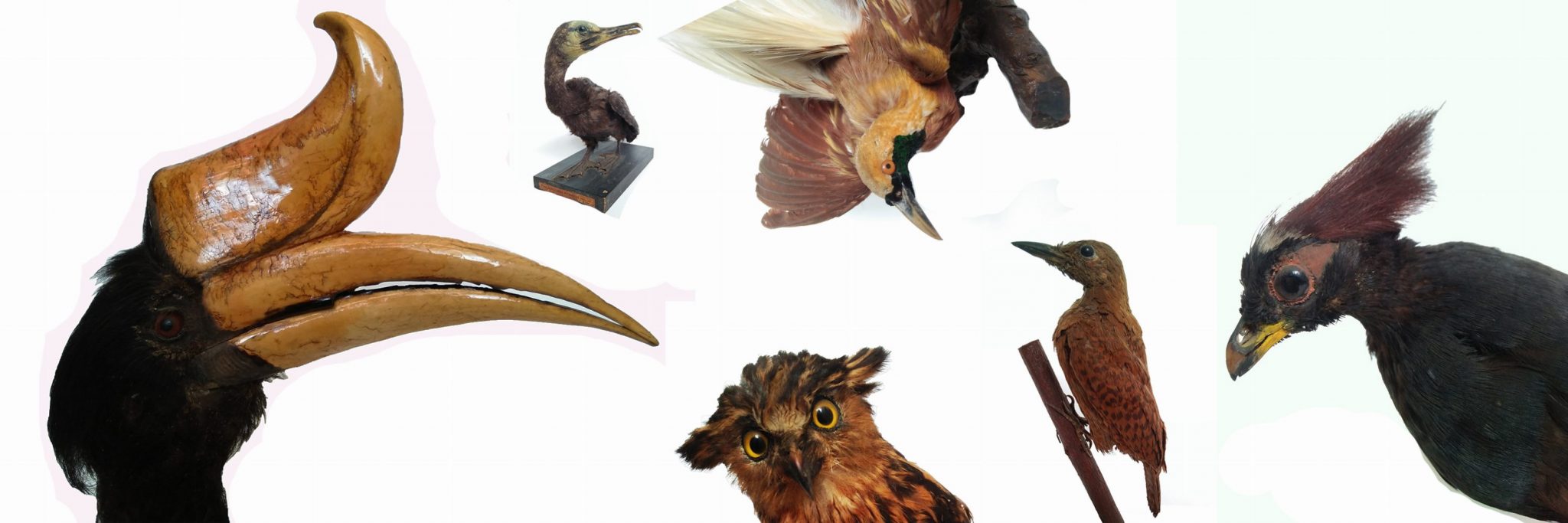 Burung - Museum Zoologi ITB